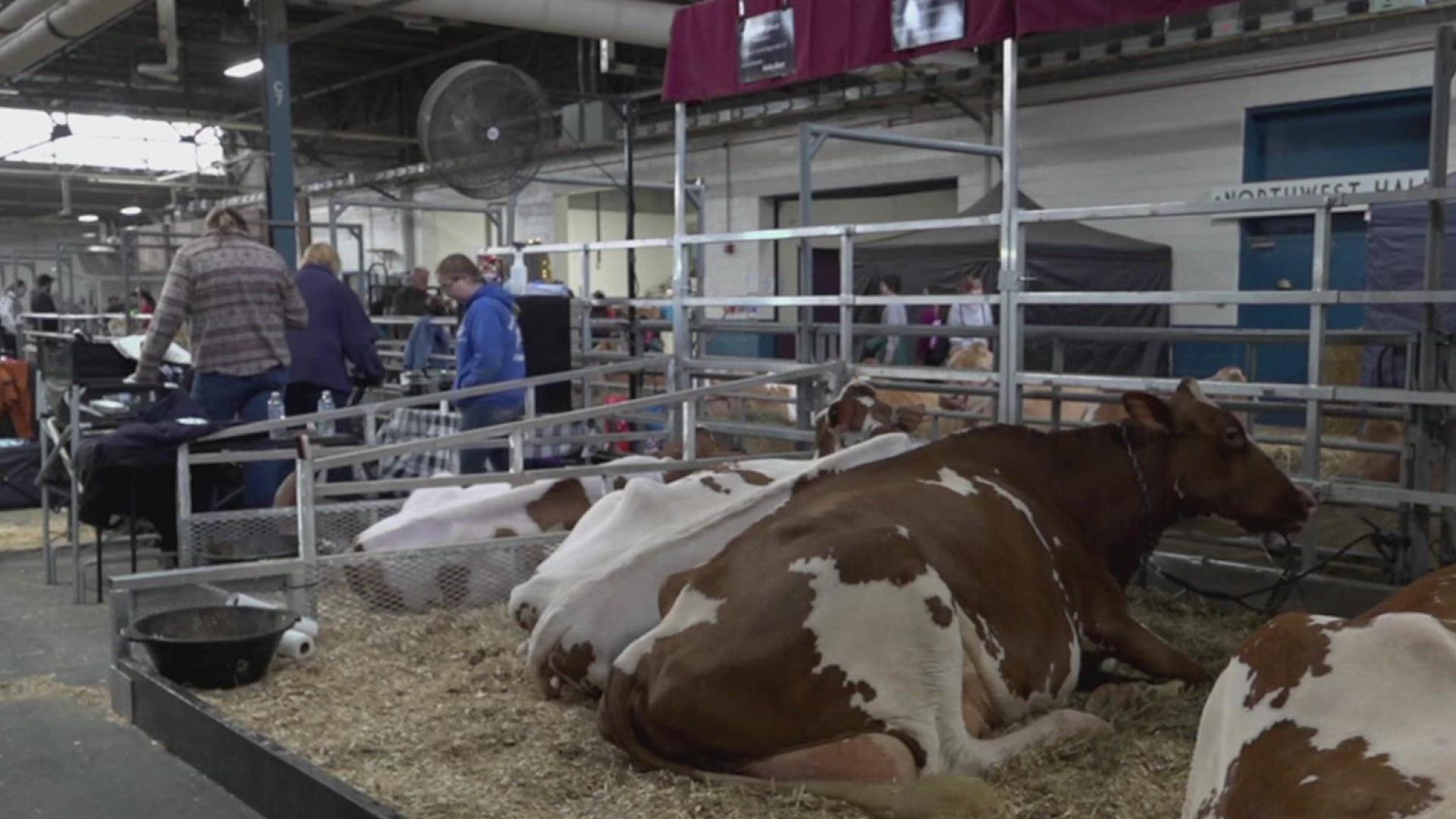 How animal waste from the PA Farm Show helps produce Pa.'s mushrooms