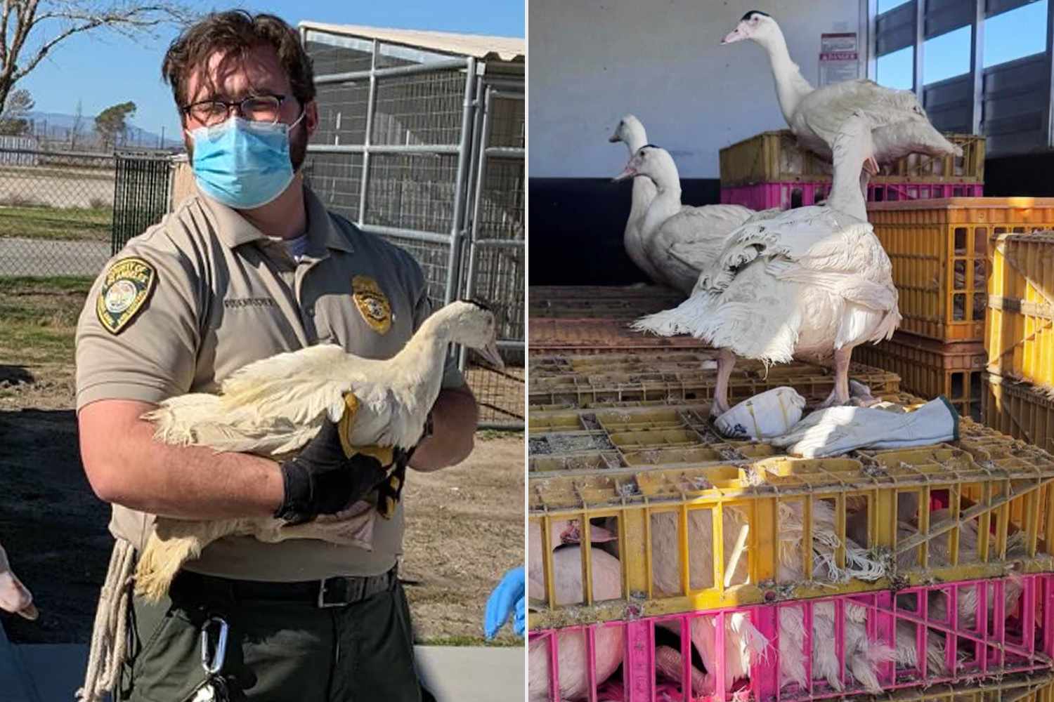 200 ducks recovered from box truck after owner died: 'A heartbreaking ...