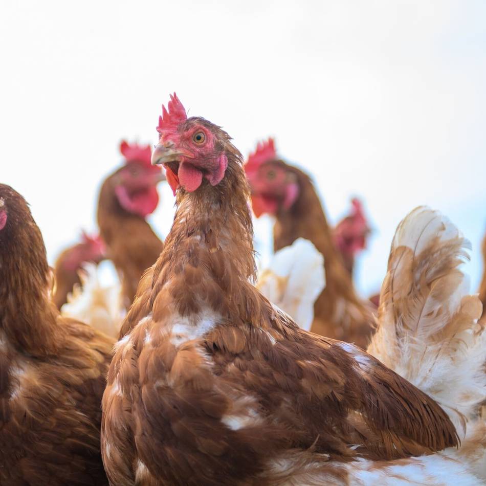 Rhein-Kreis ordnet Stallpflicht für Geflügel in Grevenbroich an