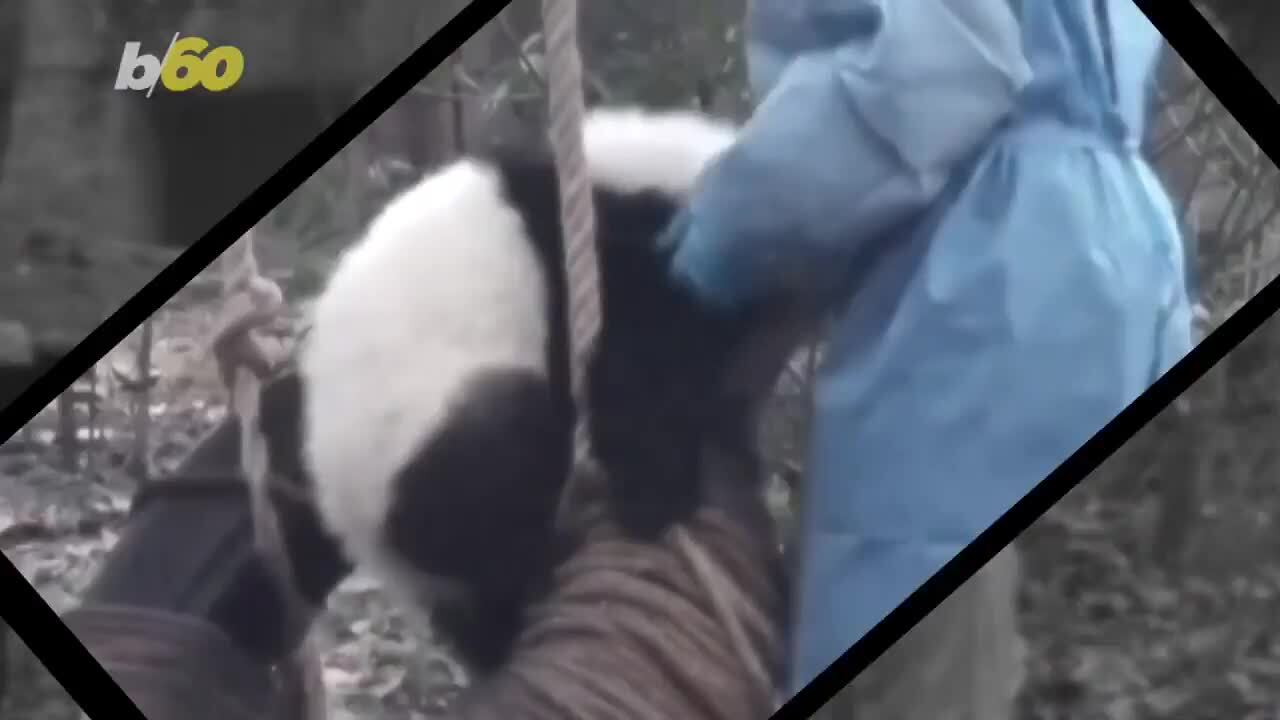 Watch this panda completely enjoy his time on a swing