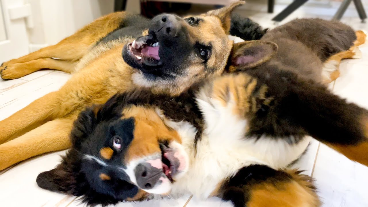 German shepherd and Bernese mountain puppies relax together
