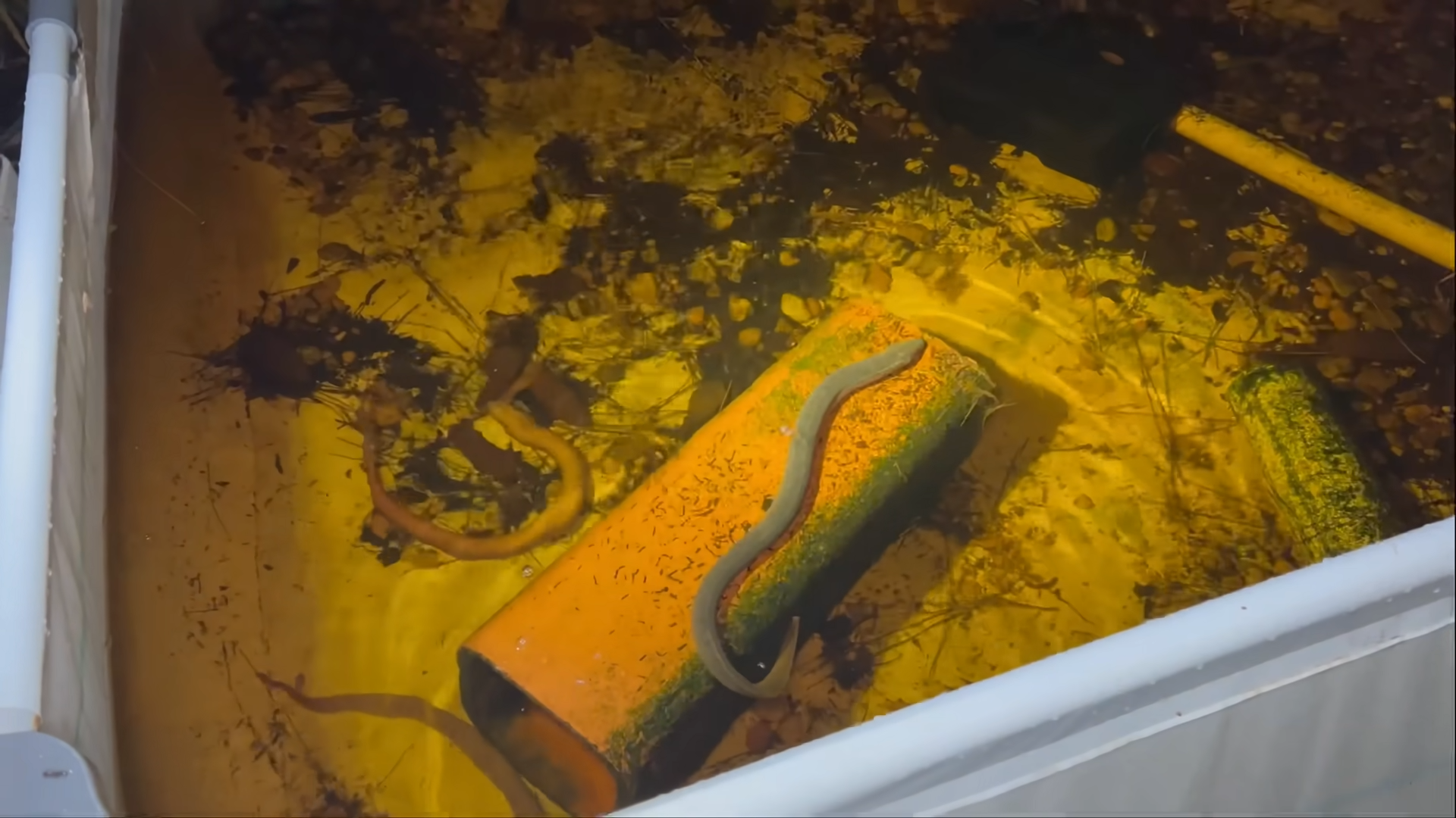 Saving monster fish from a flooded sewer - insane rescue mission