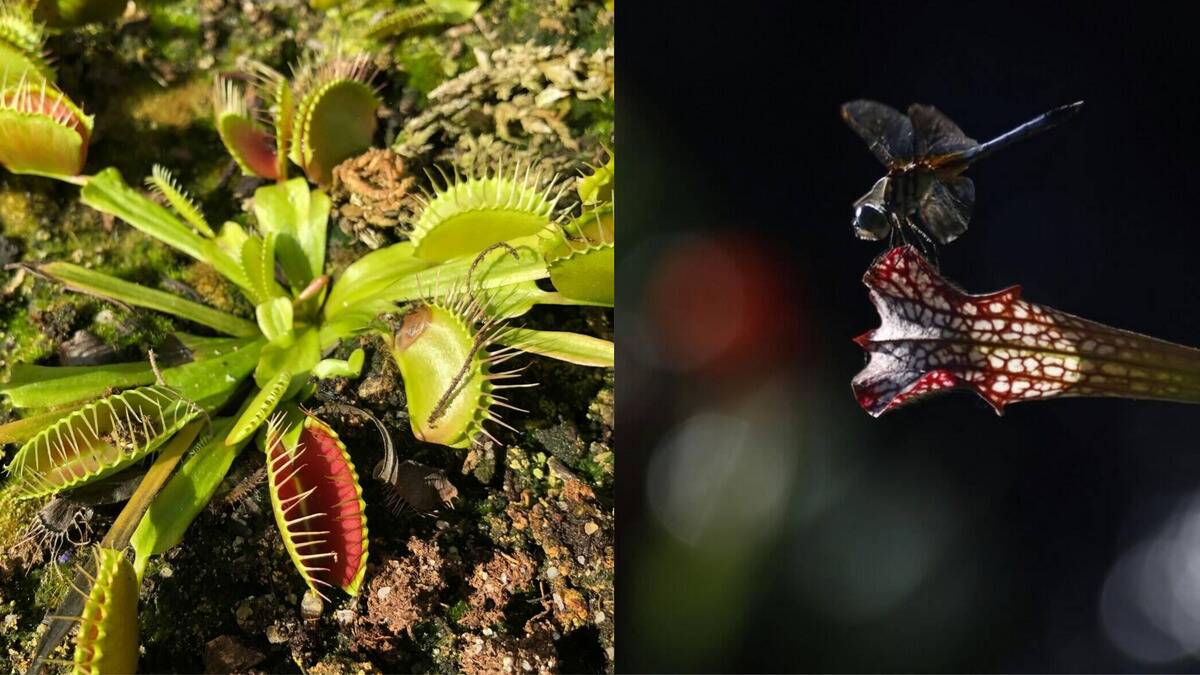 How some plants evolved to trap and eat animals