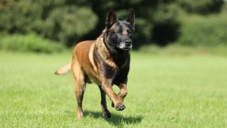 'Dedicated' long-serving police dog retires