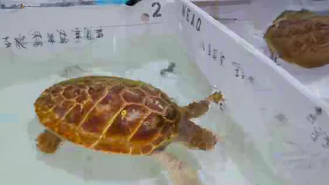 How a sea turtle survived being frozen