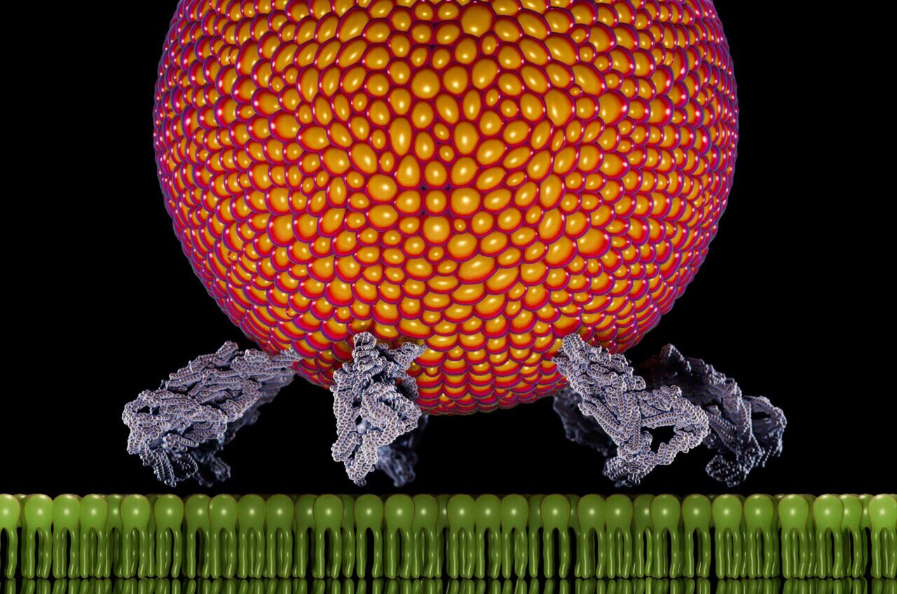 Revealing the cell's nanocourier at work