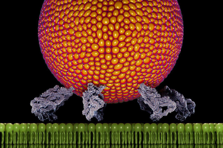 Revealing the cell's nanocourier at work