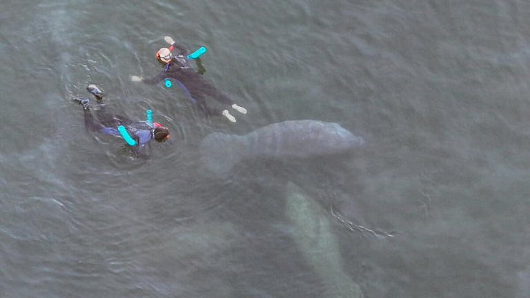 Manatees crowd Three Sisters Springs to escape the Florida cold