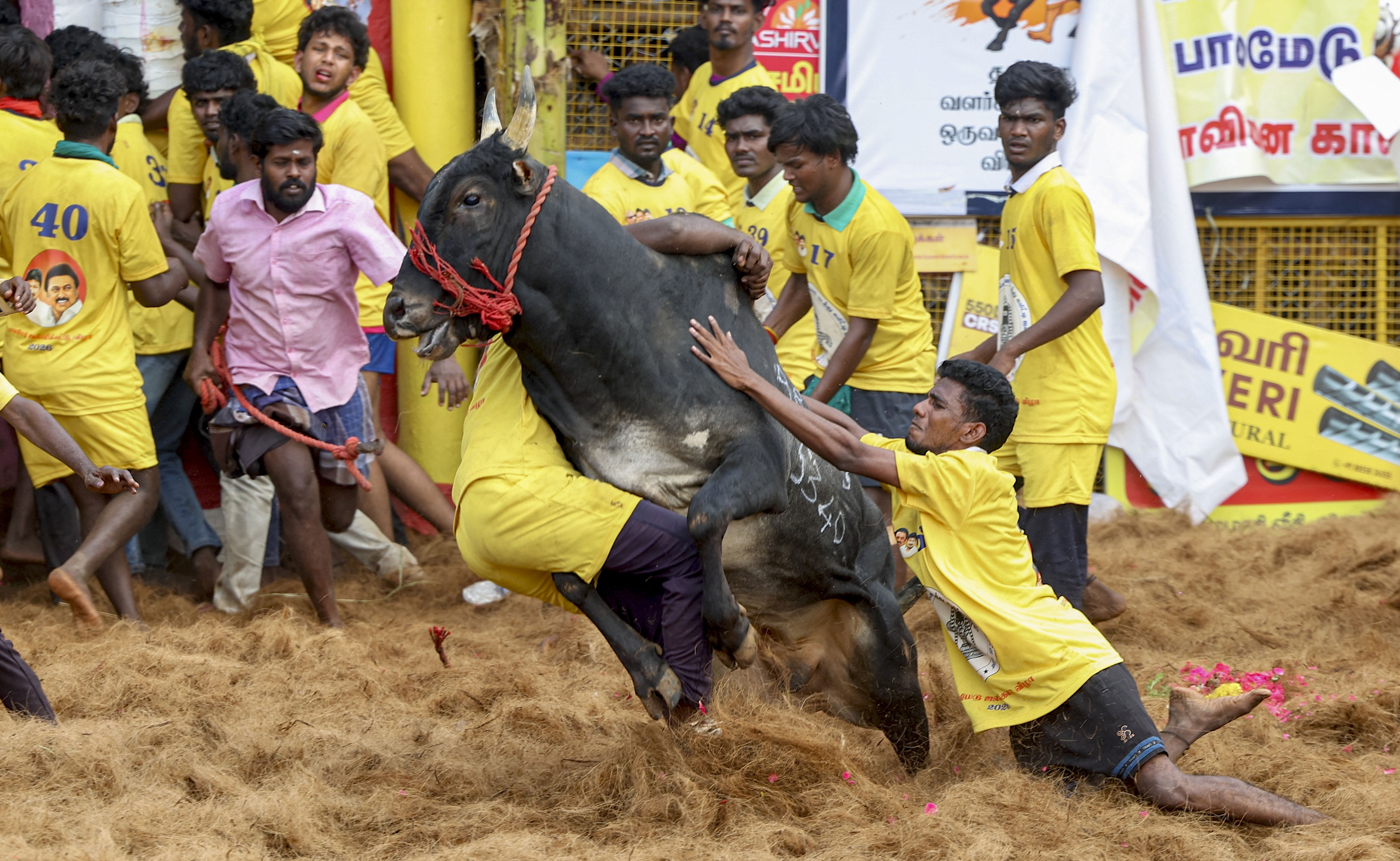 Palamedu jallikattu sees close contest, champion wins by one bull