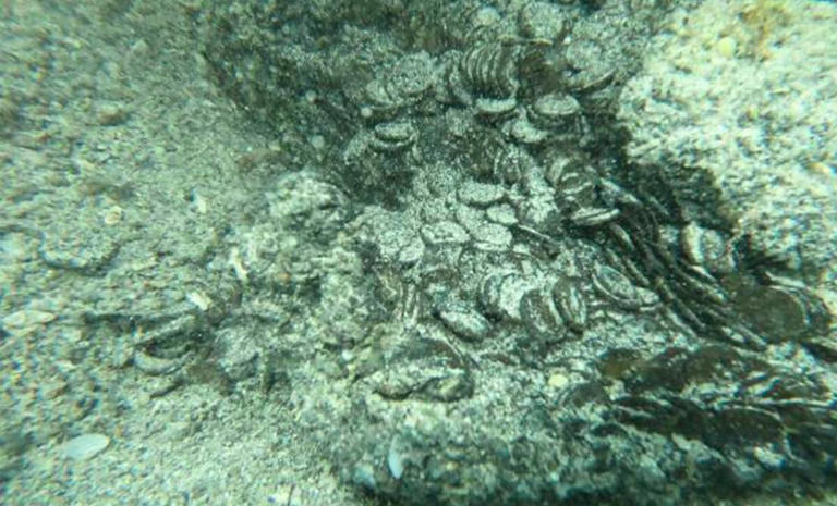 A diver found a Roman treasure by accident in Sardinia, and now experts ...