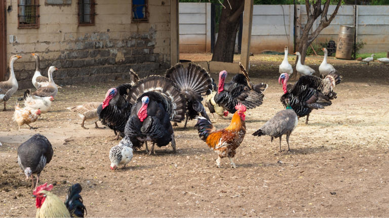 The most practical calibers for protecting chickens, ducks, and turkeys