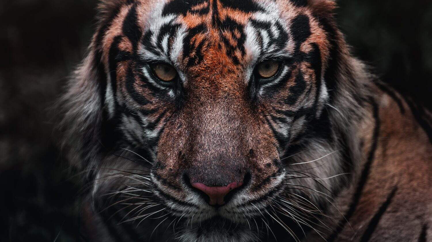 The truth about the black tiger, and why you’ve never seen one