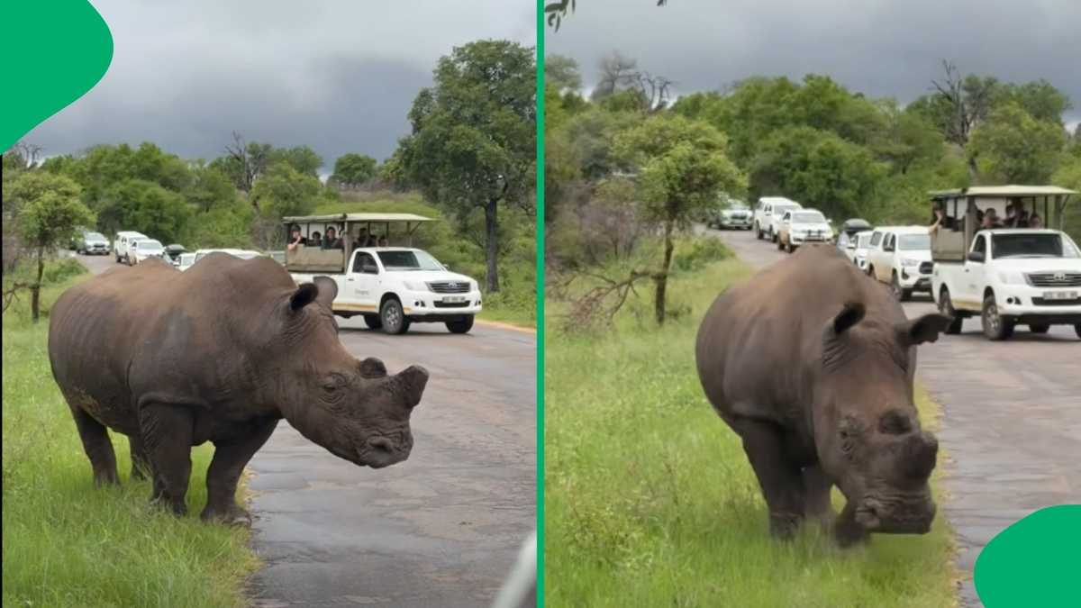 "This isn't nice": Mpumalanga rhino starts headbutting cars after rush ...