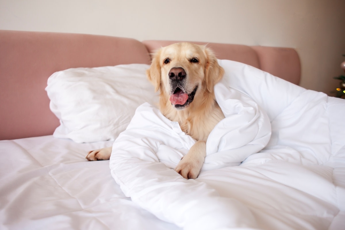 Golden retriever waits for 'uppies' onto hotel bed just like a little kid