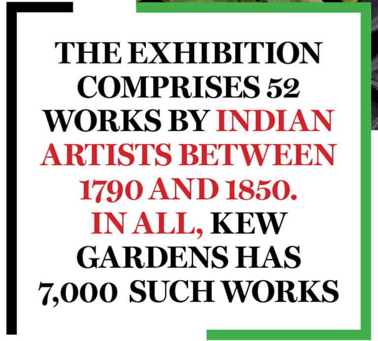 The botanical roots of empire | London exhibition on Indian botanical art