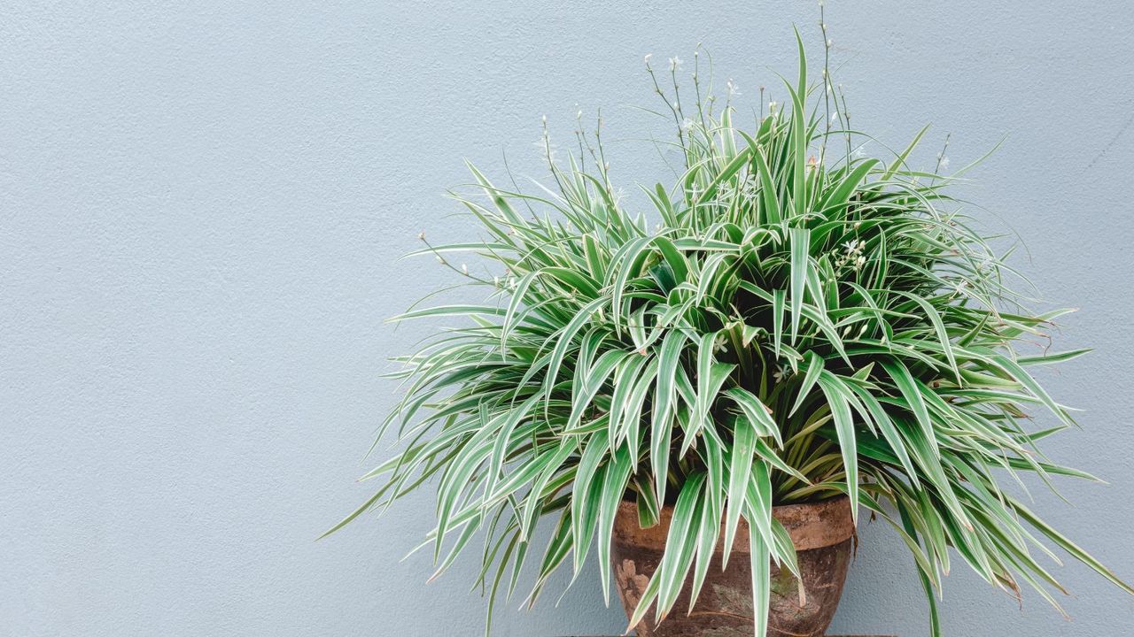 Did you know spider plants have flowers? 3 determining factors