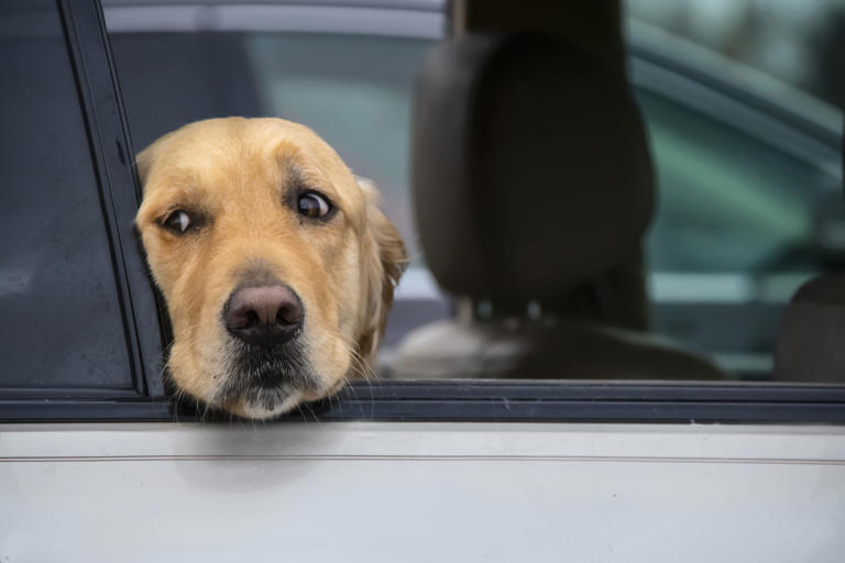 Woman saves dog running in street, hysterics at golden retriever’s response