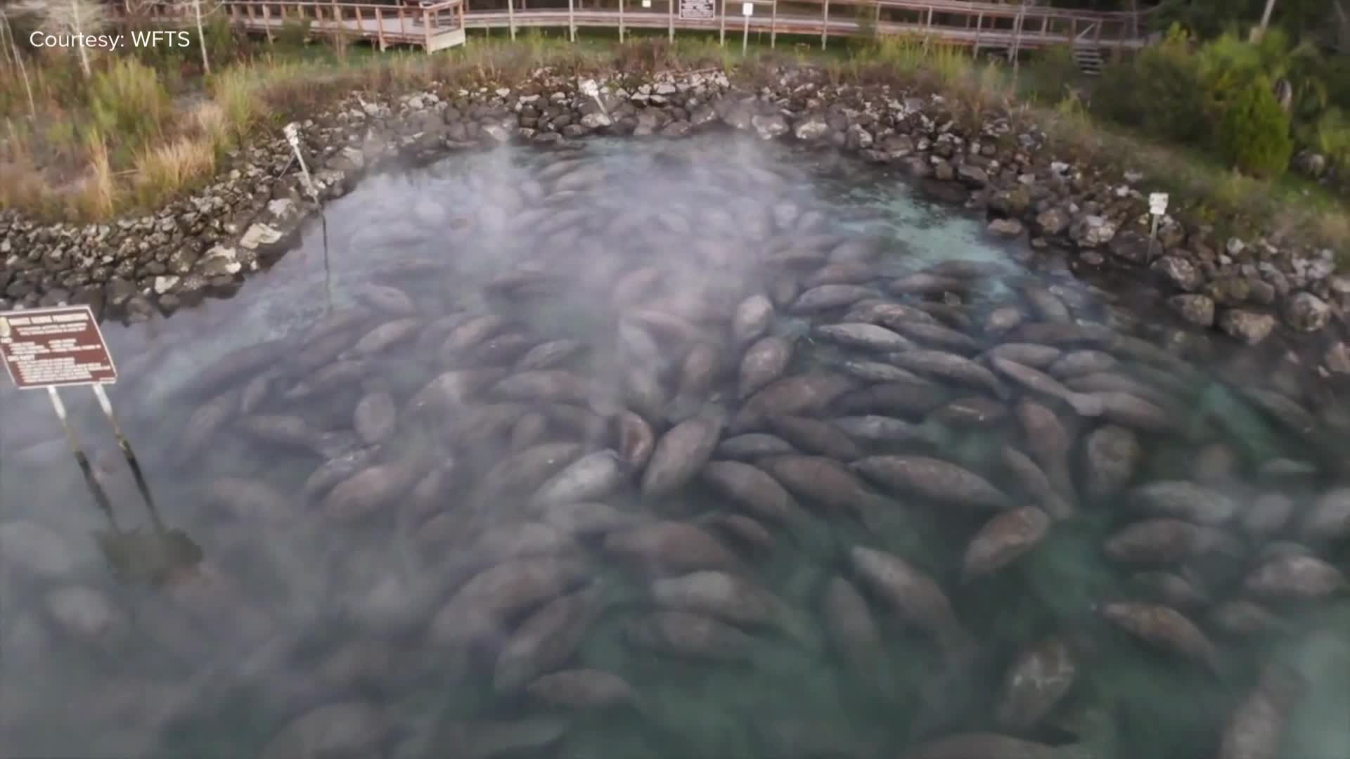 Video: Manatees huddle together to stay warm during chilly morning ...