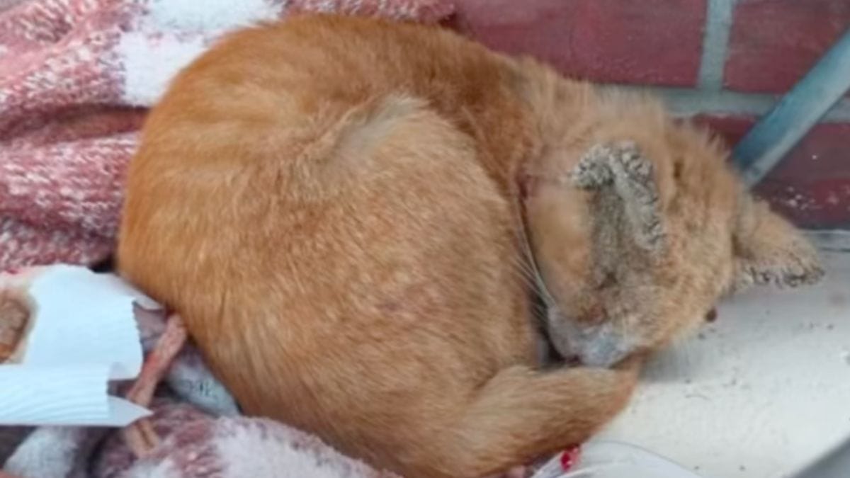 Unrecognisable: Ginger cat's stunning recovery in just two months