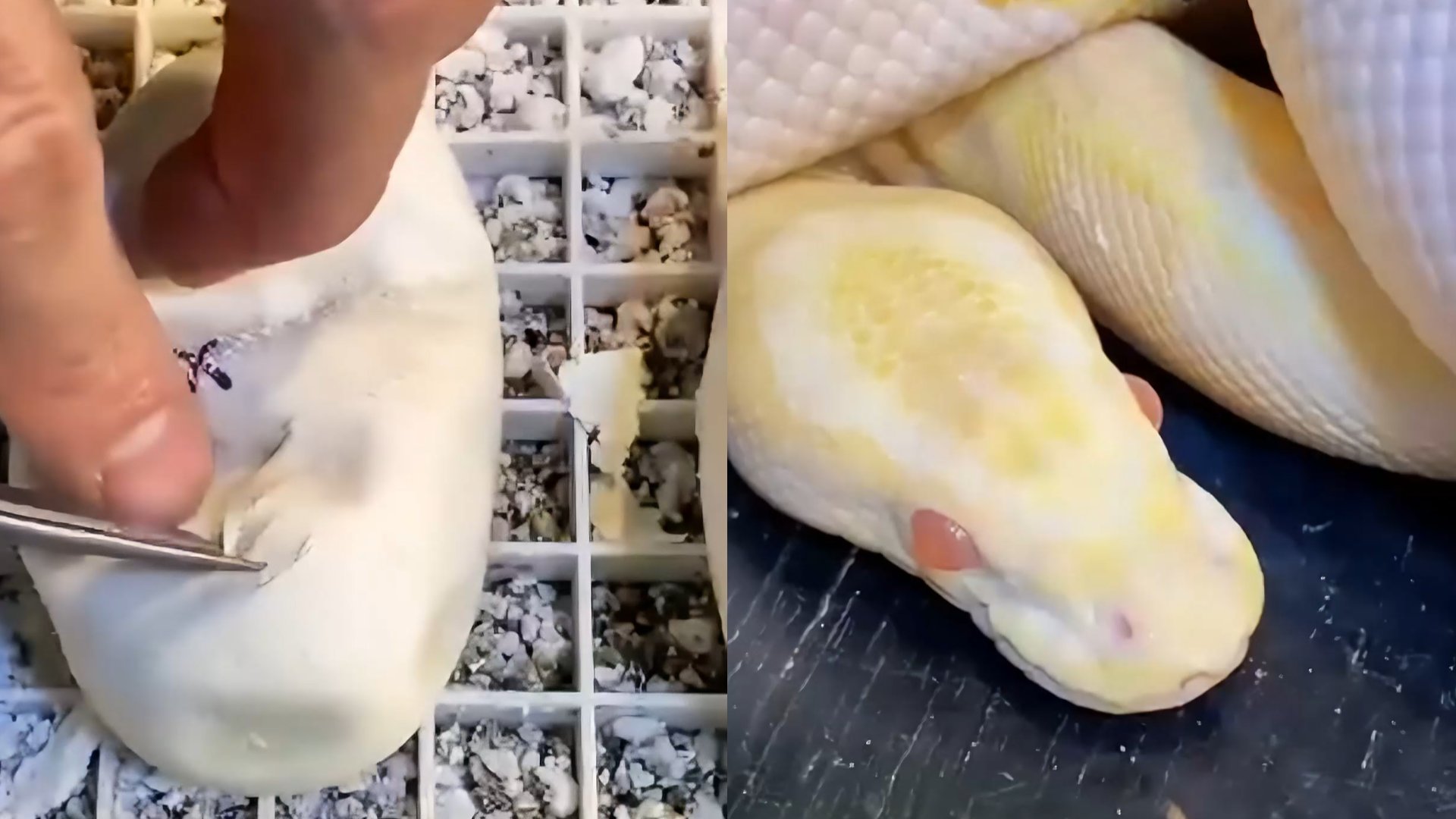 A few days until they hatch!