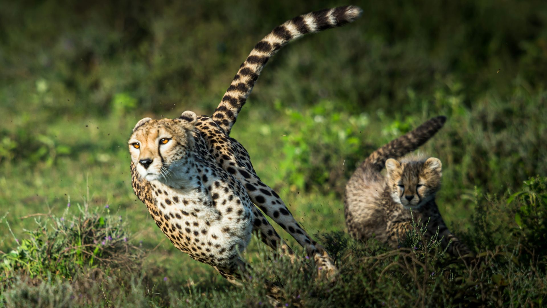 10 animals we no longer domesticate & 10 we still do