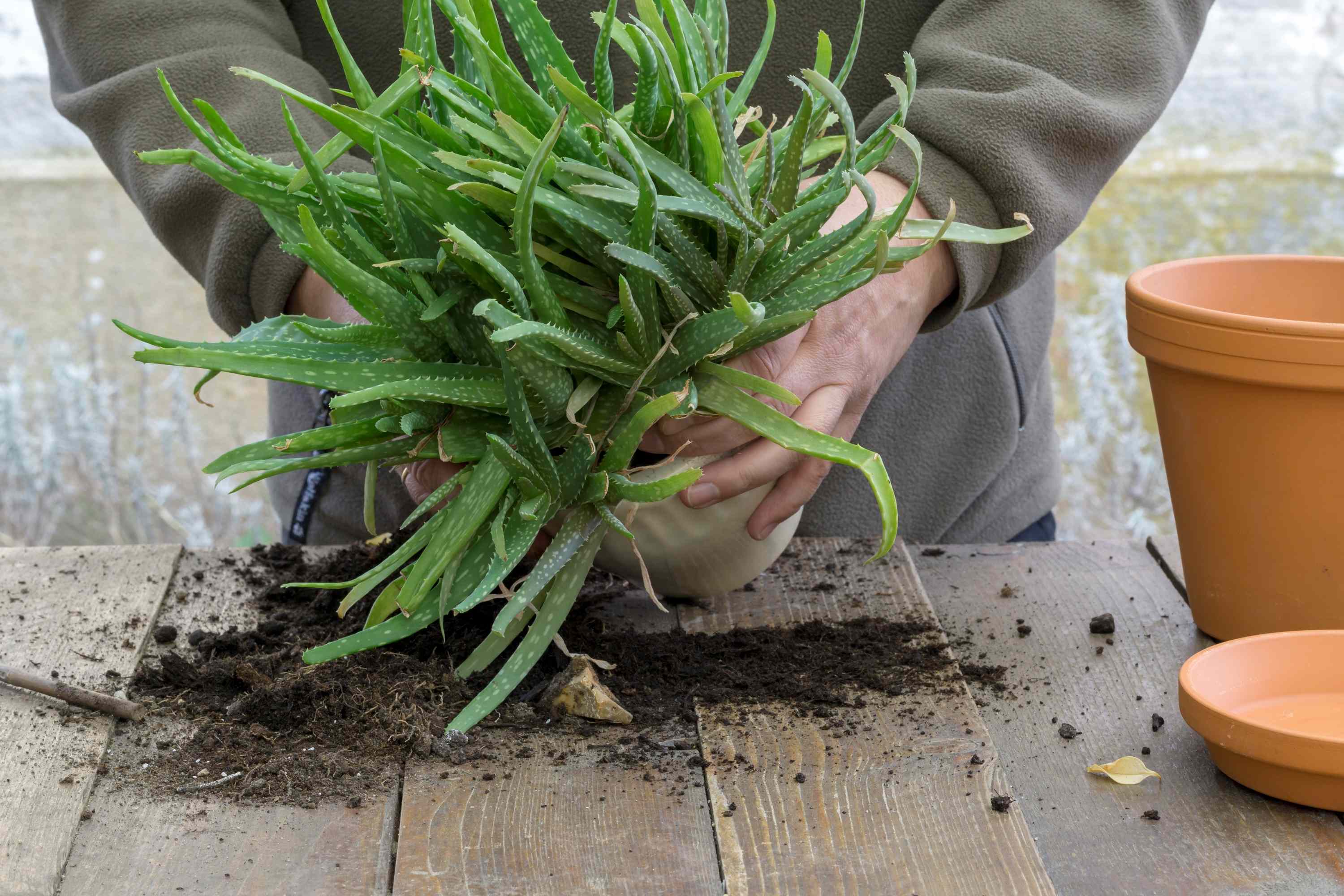 8 simple steps for repotting your aloe vera plant to keep it thriving
