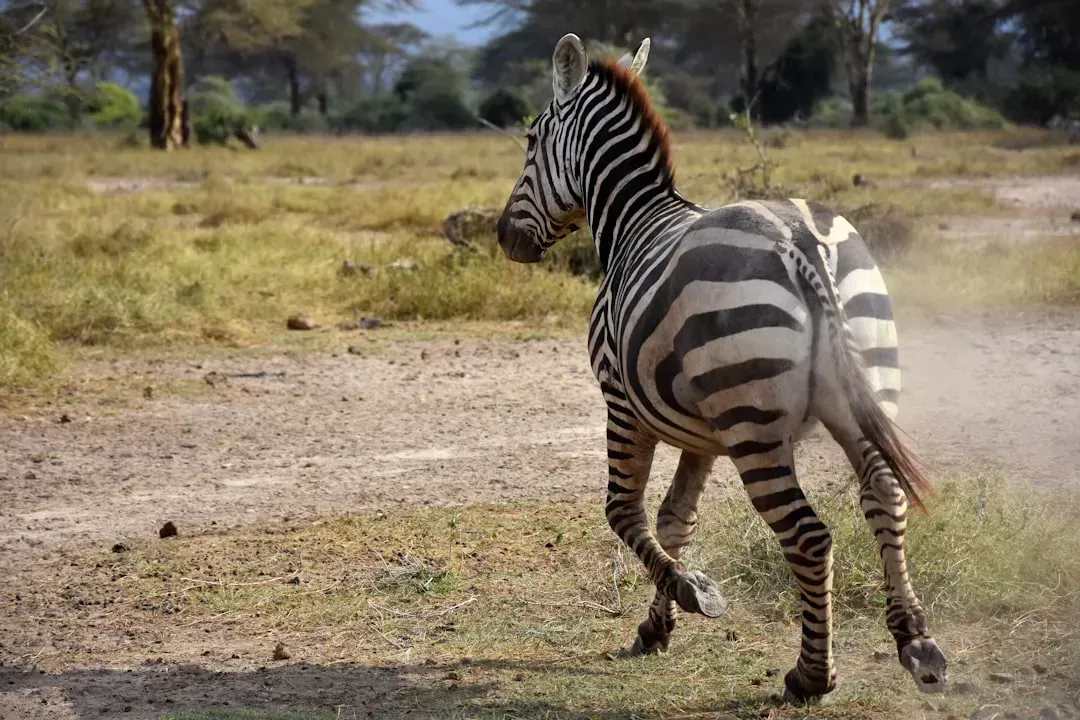 Everything you've been told about "dangerous" wild animals is wrong: 10 ...