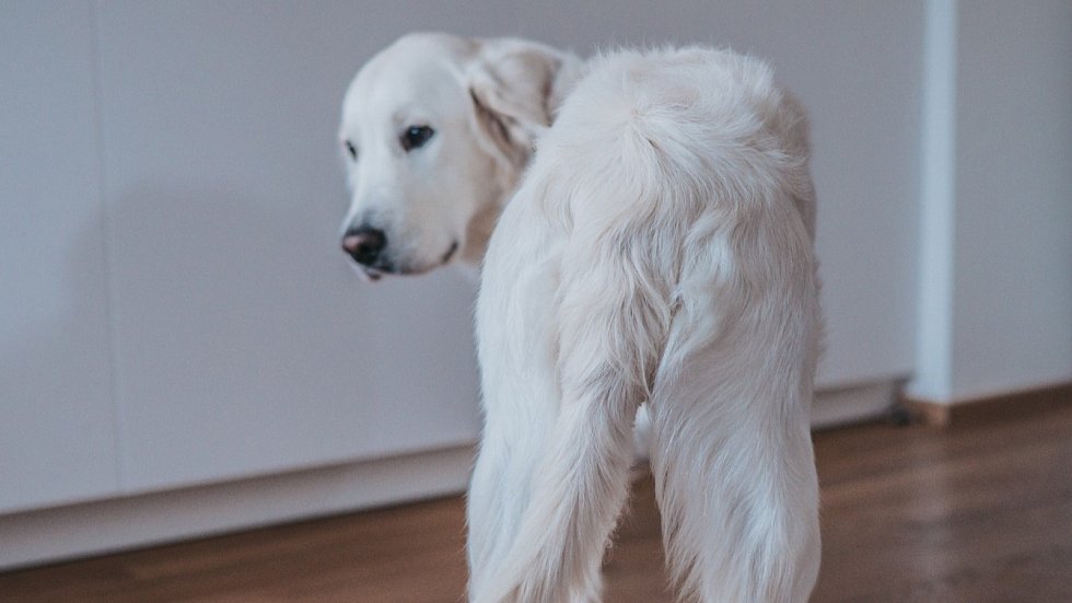 Pozor na prochladnutí u psů. Může způsobit bolestivý syndrom mrtvého ocasu