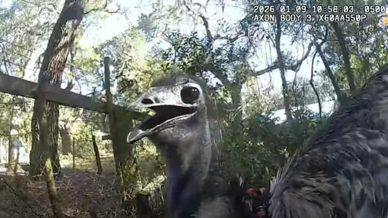 Escaped emu is handcuffed by Florida highway officer in unusual video