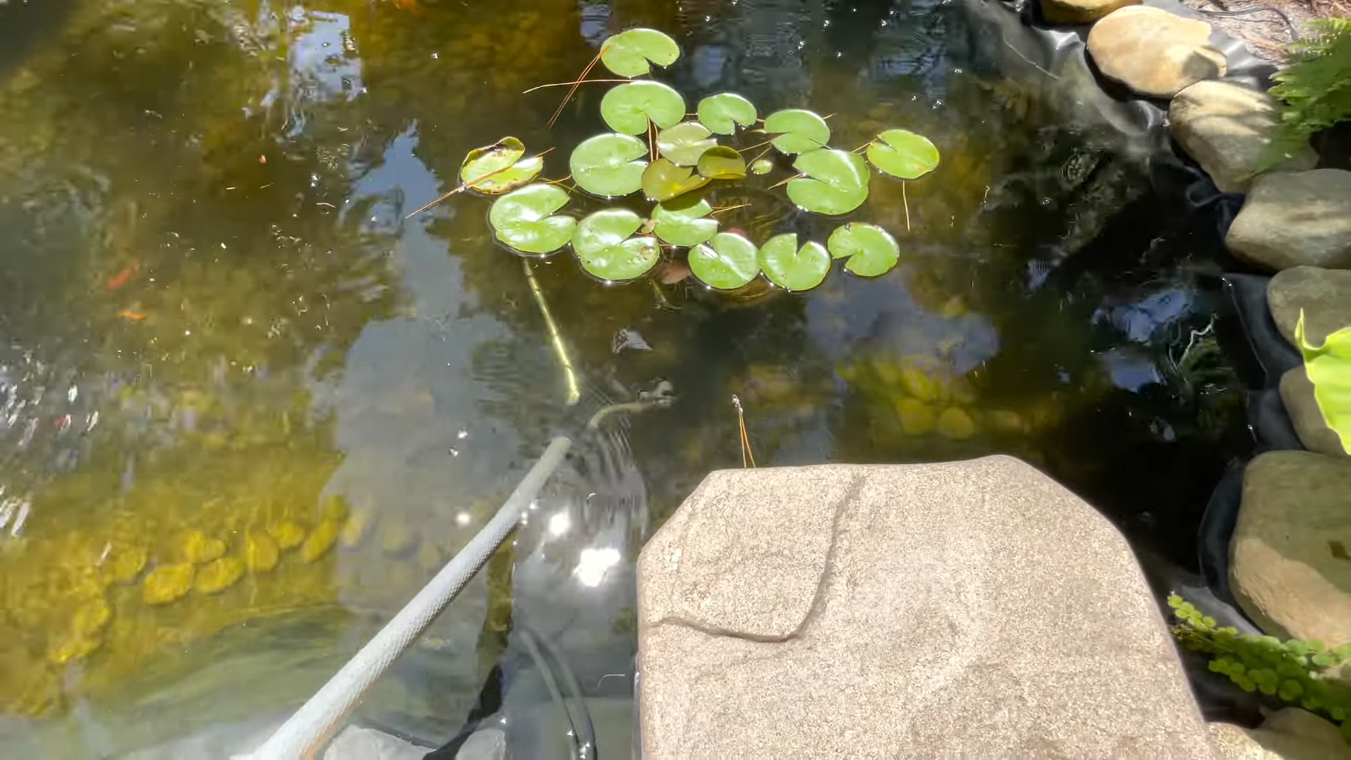 Saving my fish from aggressive turtles - catching them out of the tank
