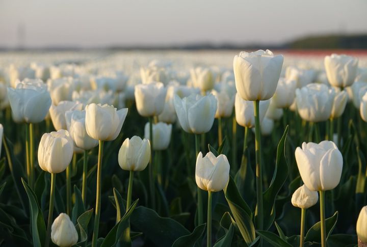 20 white flowers to round up any garden's look