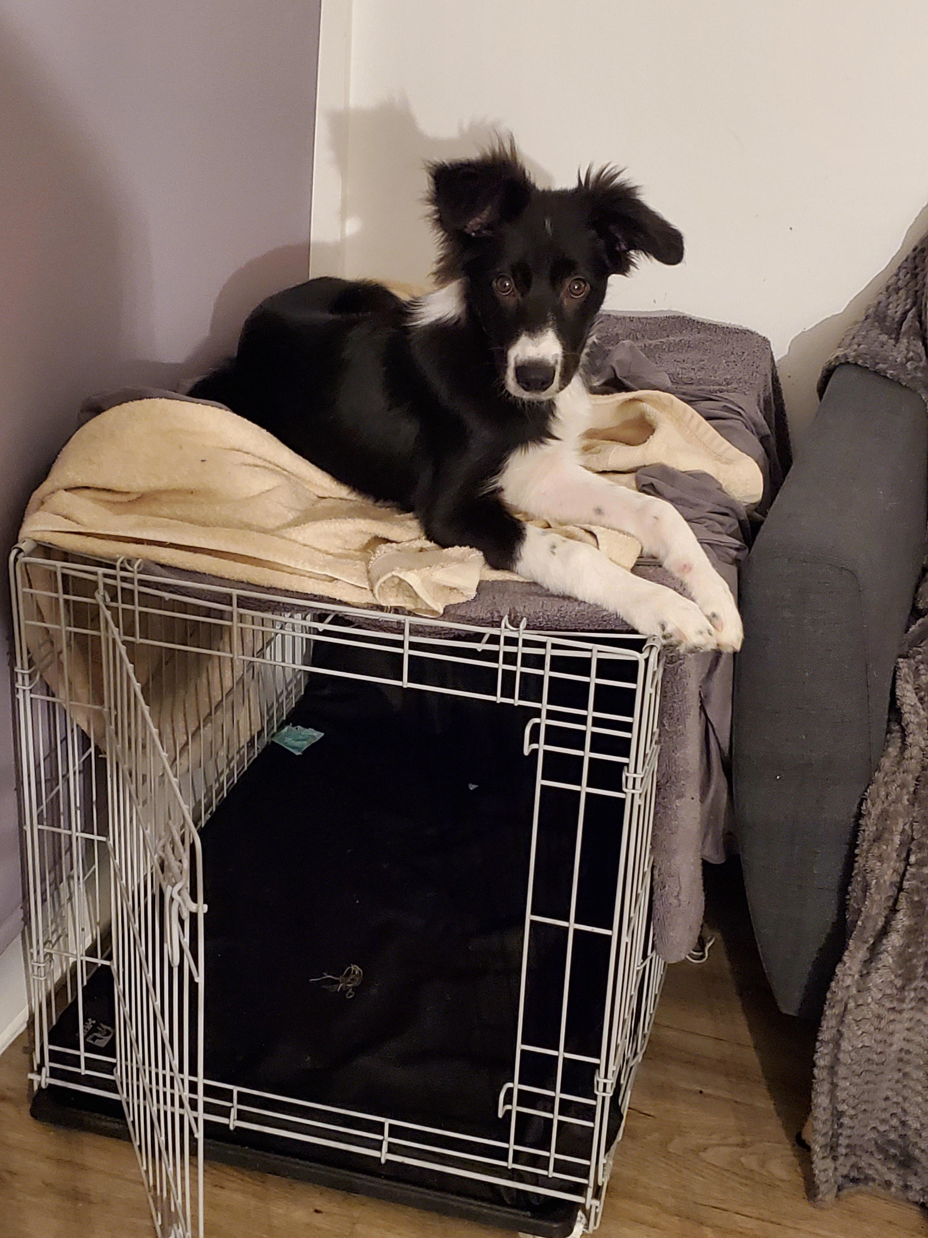 20 dogs caught being weird on camera