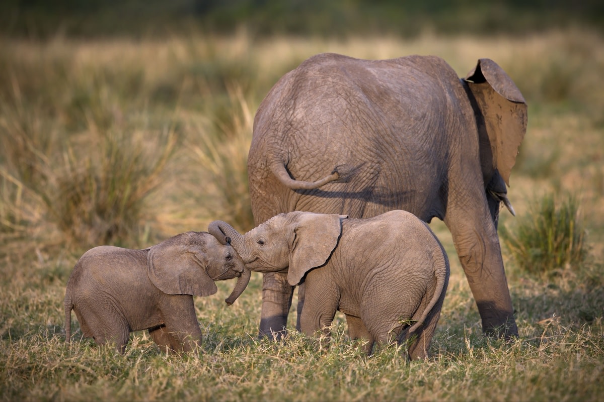 Elephants annoying baby sister during a nap like 'classic siblings' is ...