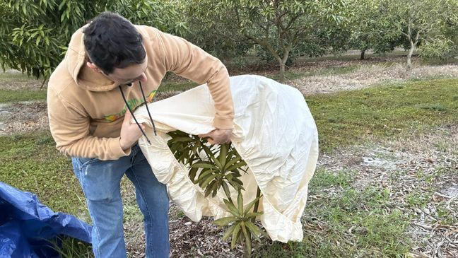 How to protect your plants as colder temperatures hit South Florida