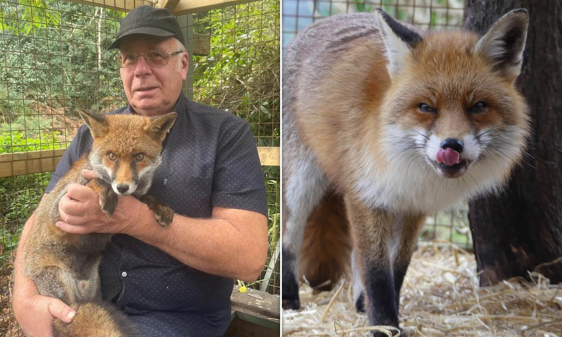 Fox lover is told to kick furry friends out of his home after neighbour ...