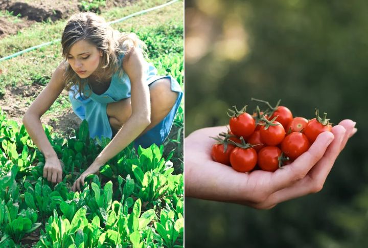 20 delicious and easy-to-grow crops for a high-yield garden