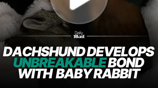 Dachshund forms close bond with rescued rabbit