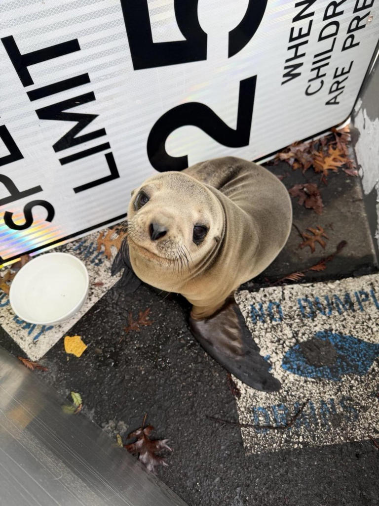 Watch: Baby sea lion rescued from California parking lot