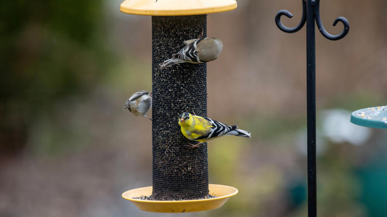 How to make sure birds keep returning to your feeders
