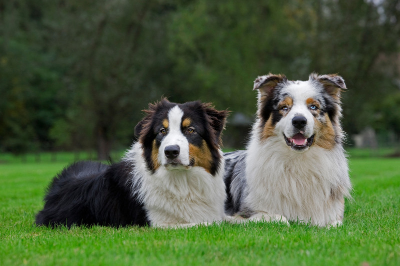 Study finds grieving death of a pet can be as distressing as grieving a ...