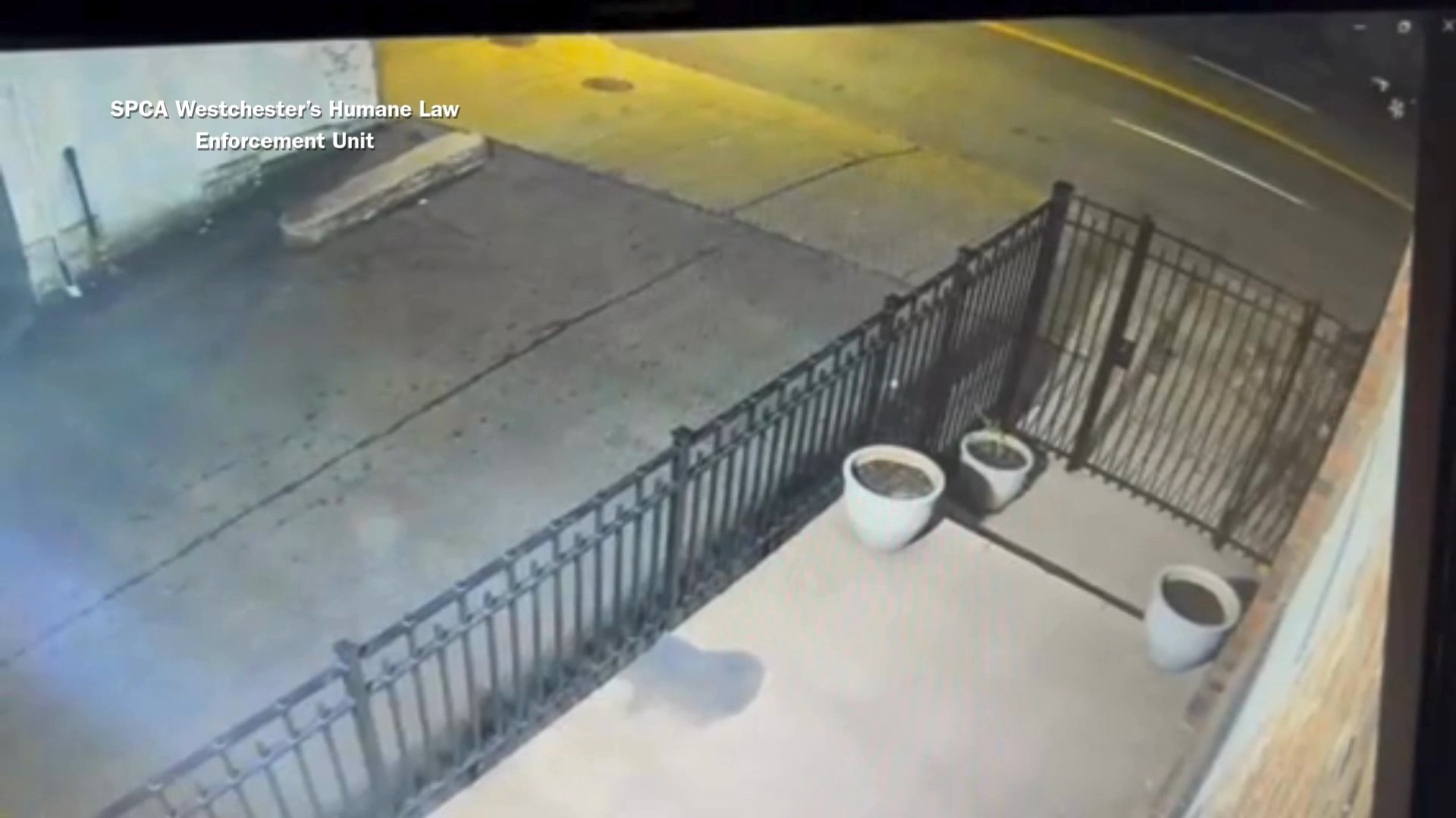 Dog abandoned near cemetery with severe cut to throat – reward being ...