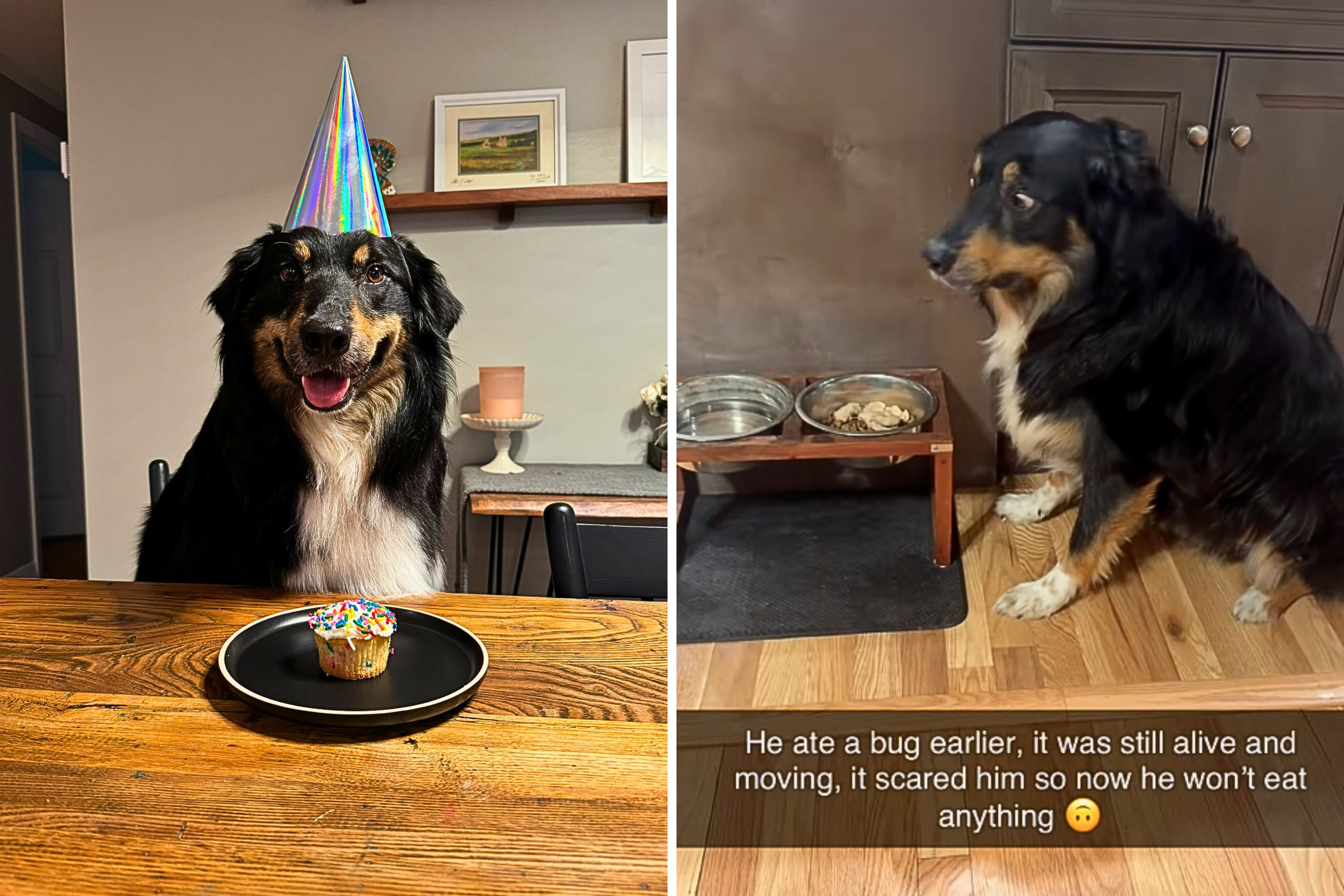 Australian shepherd refuses to eat, reason he’s scared goes viral