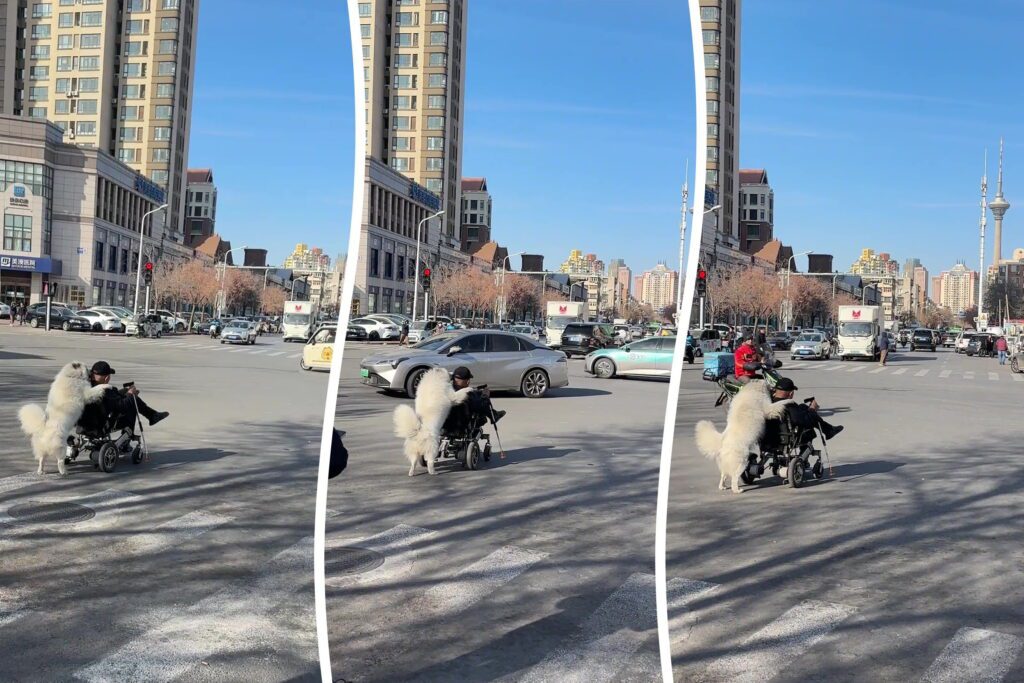 Fluffy dog helps push elderly man’s wheelchair