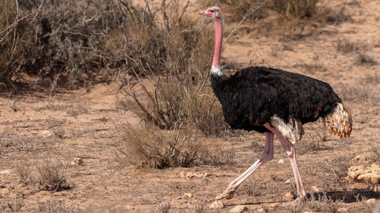 Five rare 2.8-meter-tall red-necked ostriches released as part of ...