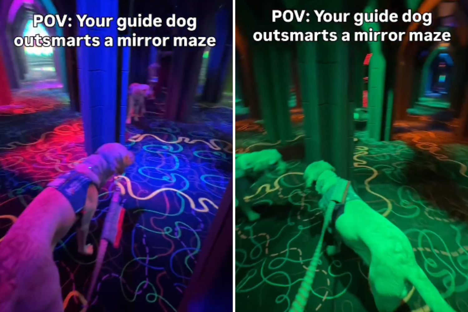 Guide dog leads owner through mirror maze—not ready for what happens next