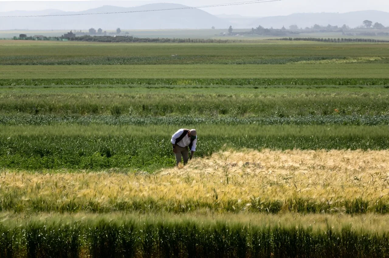 Invasive species cost Morocco up to $5.1 billion a year, agriculture ...