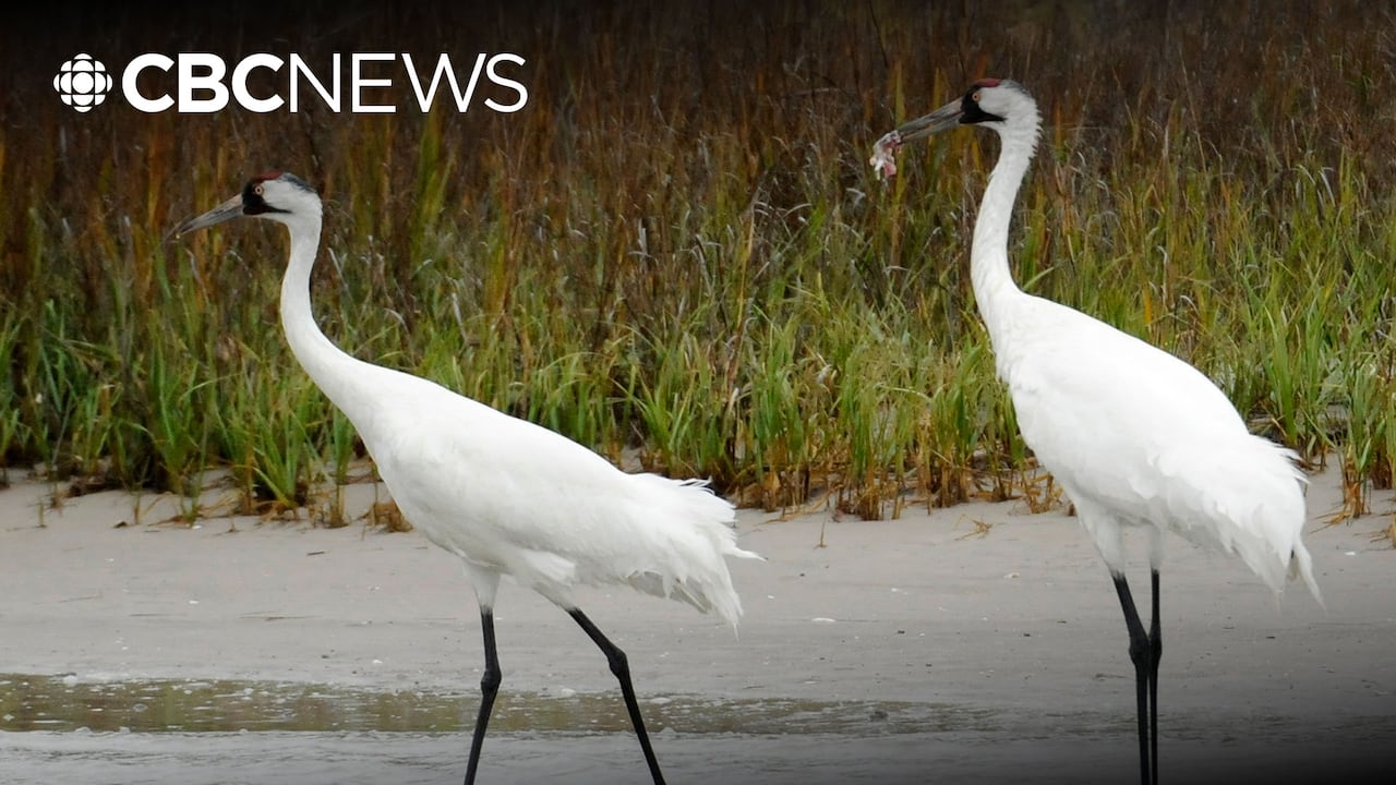New Texas sanctuary for wild whooping cranes