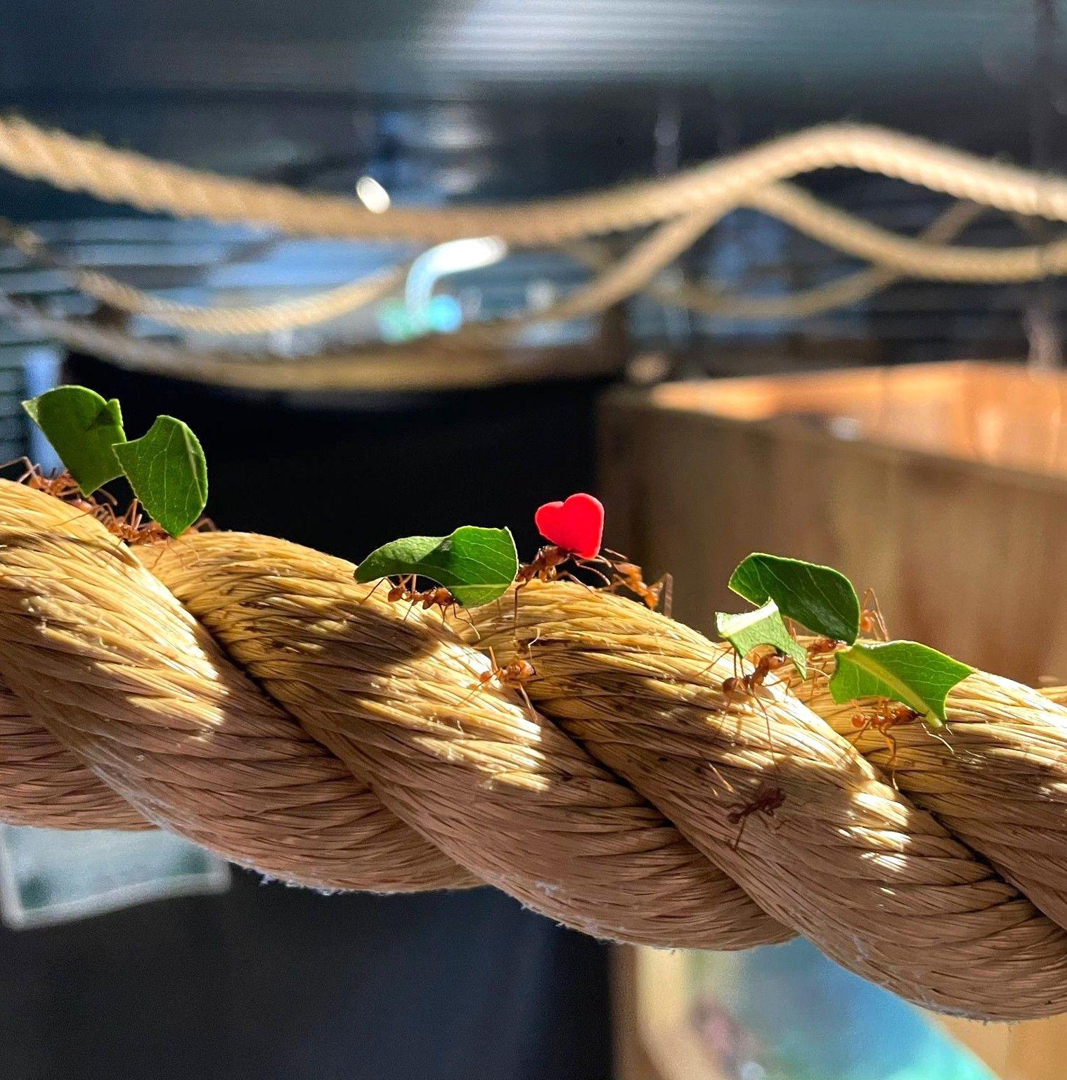 Love is in the air at Stratford-upon-Avon Butterfly Farm