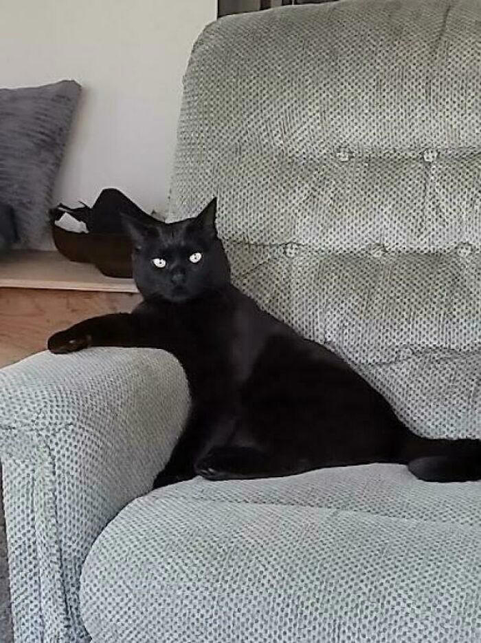 45 wholesome pics of rescue pets who just became someone’s family members