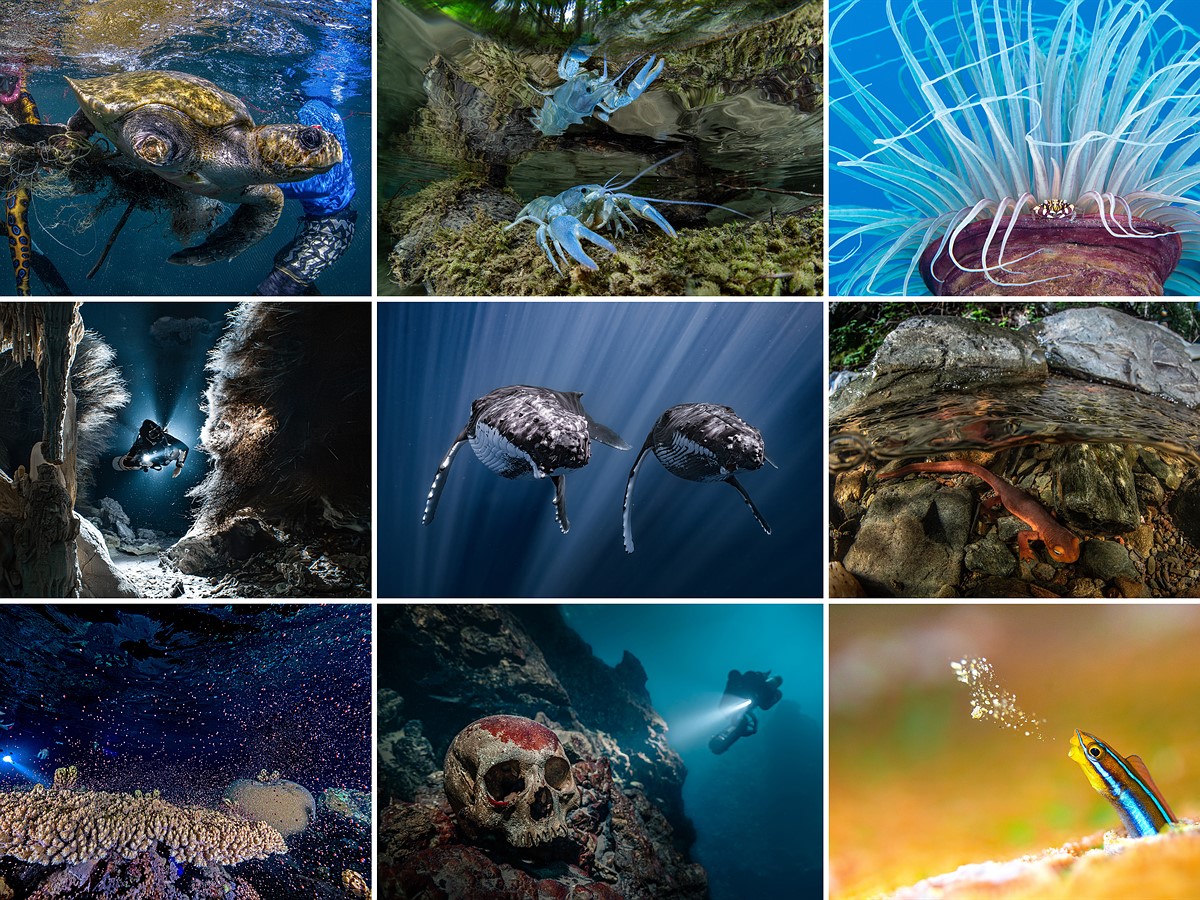 From whales to coral reefs, this photo contest showcases underwater ...